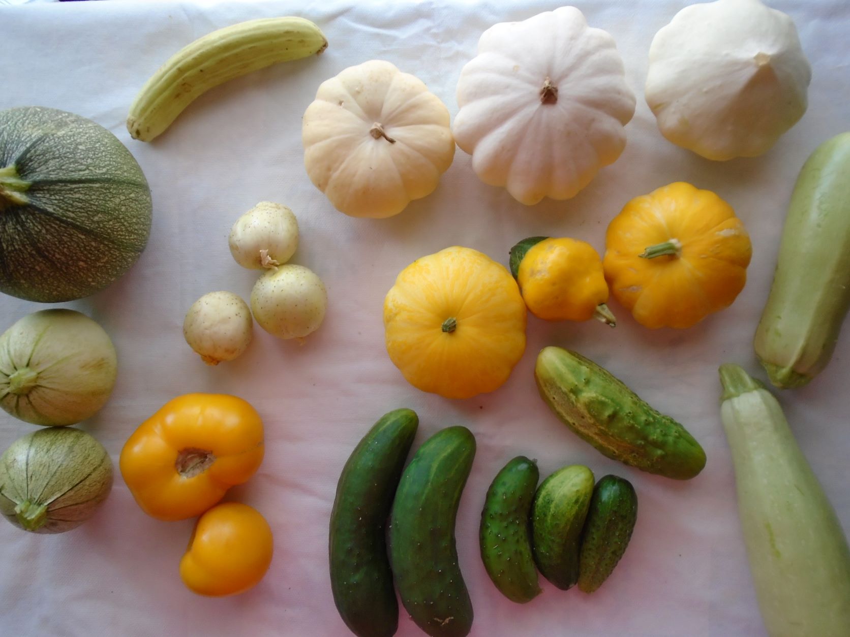 La familia "Cucurbi" | ASC Brotes Compartidos